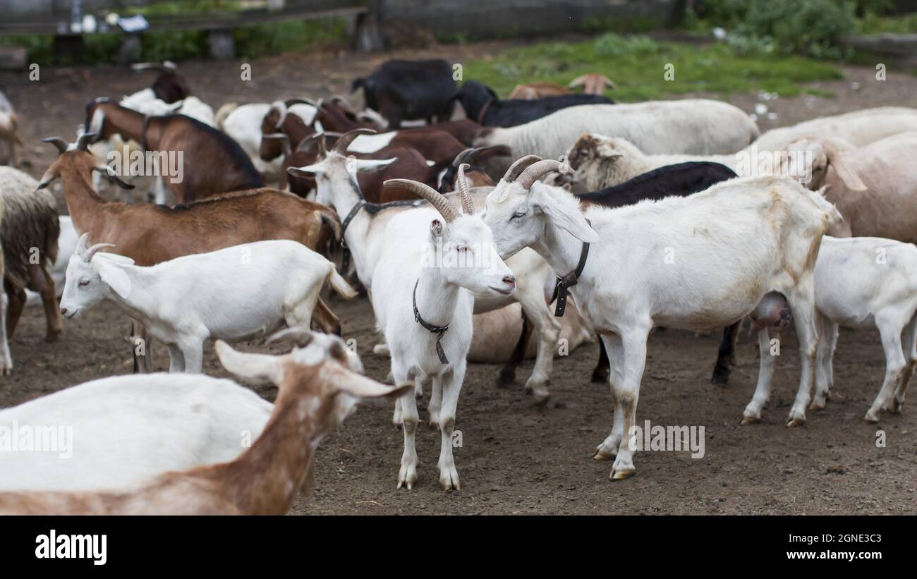 High Resolution Farm Photo High Resolution Stock Photography and Images ...