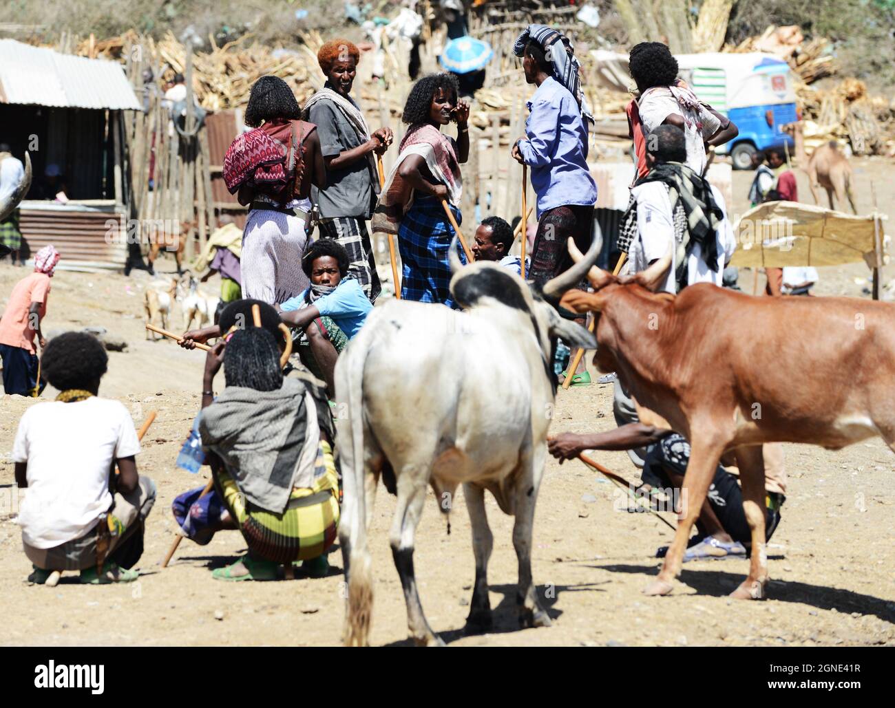 The colorful cattle market at the weekly market in Bati, Ethiopia Stock ...