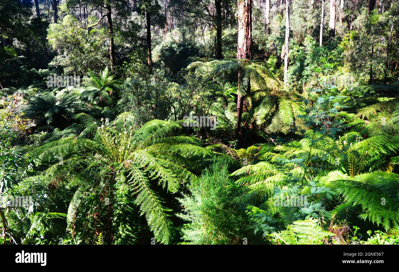Australian ferns hi-res stock photography and images - Alamy