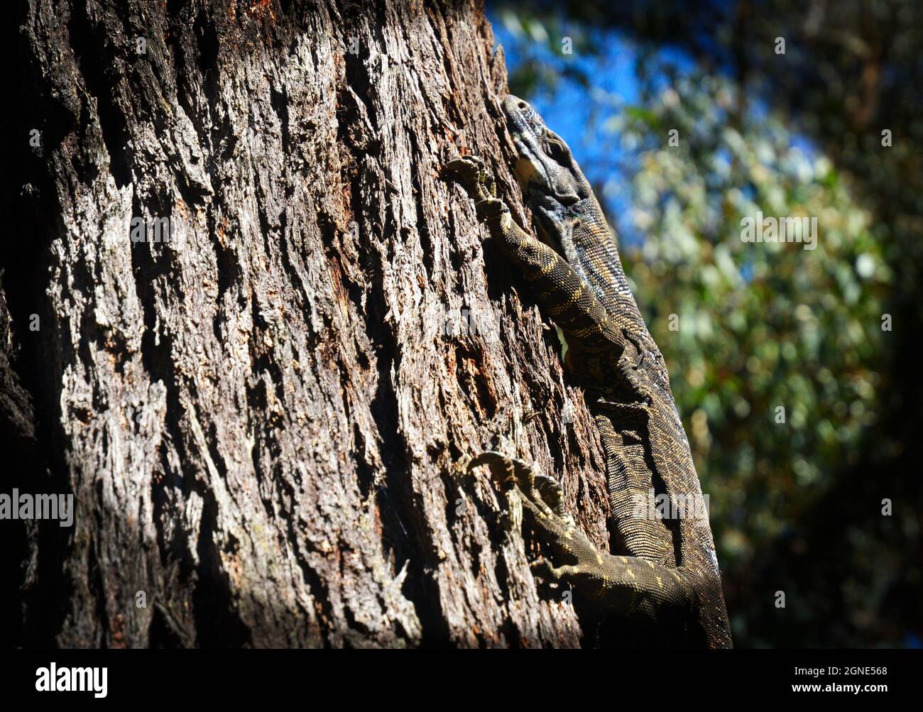 Goanna climbing tree Stock Photo - Alamy
