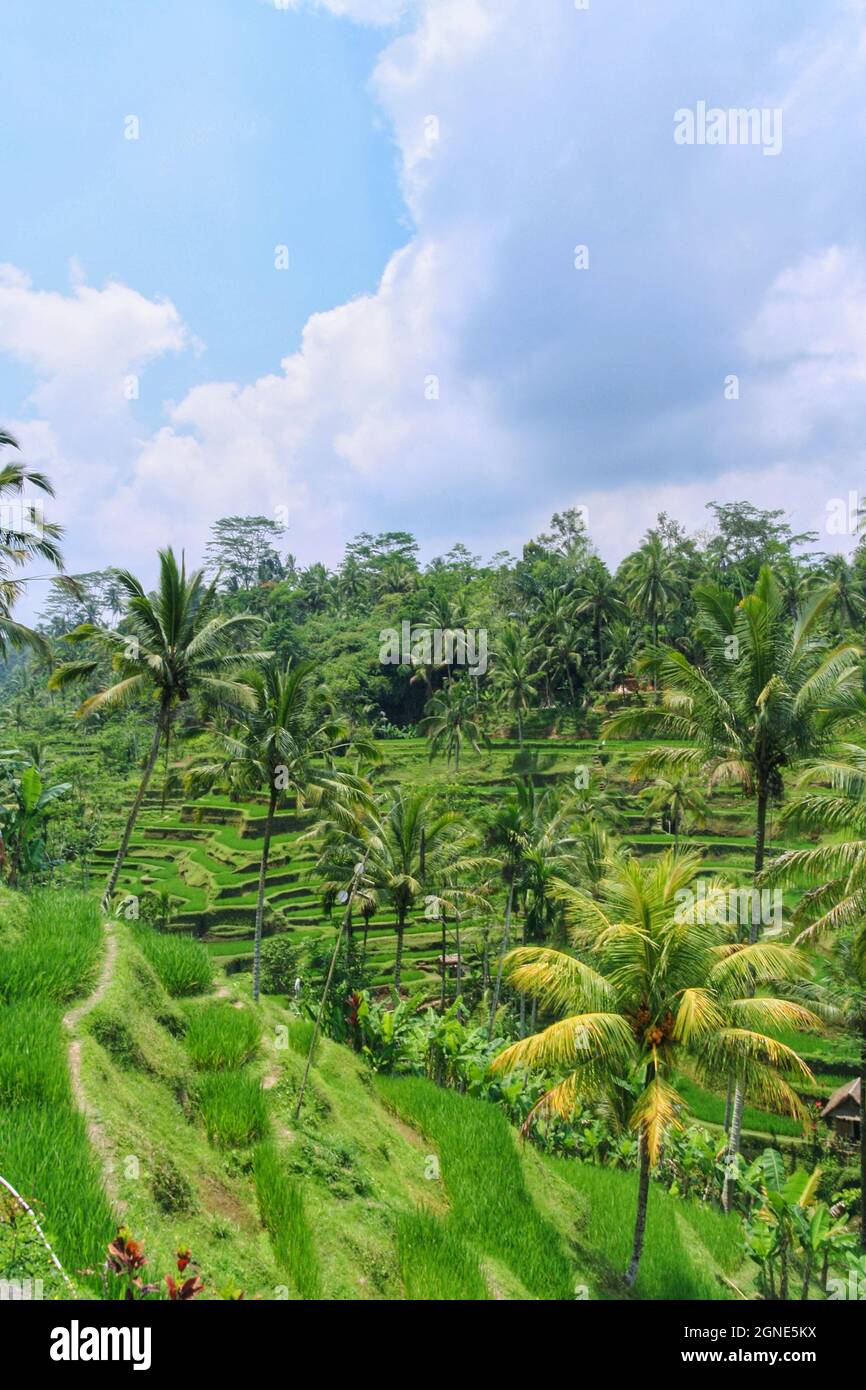 View of green rice paddy field terraces landscape with coconut trees in ...
