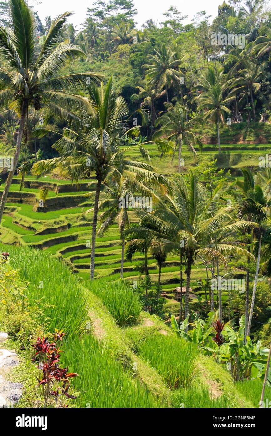 View of green rice paddy field terraces landscape with coconut trees in ...