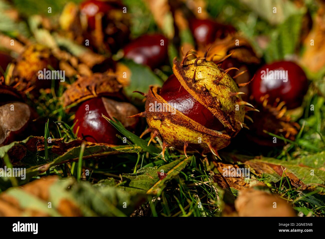 Fallen chestnuts in an open shell lying in the grass. Beautiful autumn ...