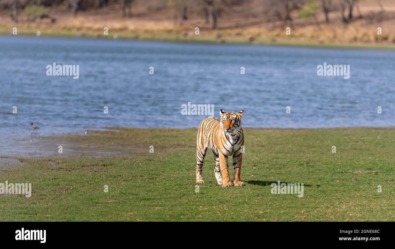 wild bengal female tiger with rajbagh lake natural scenic landscape ...