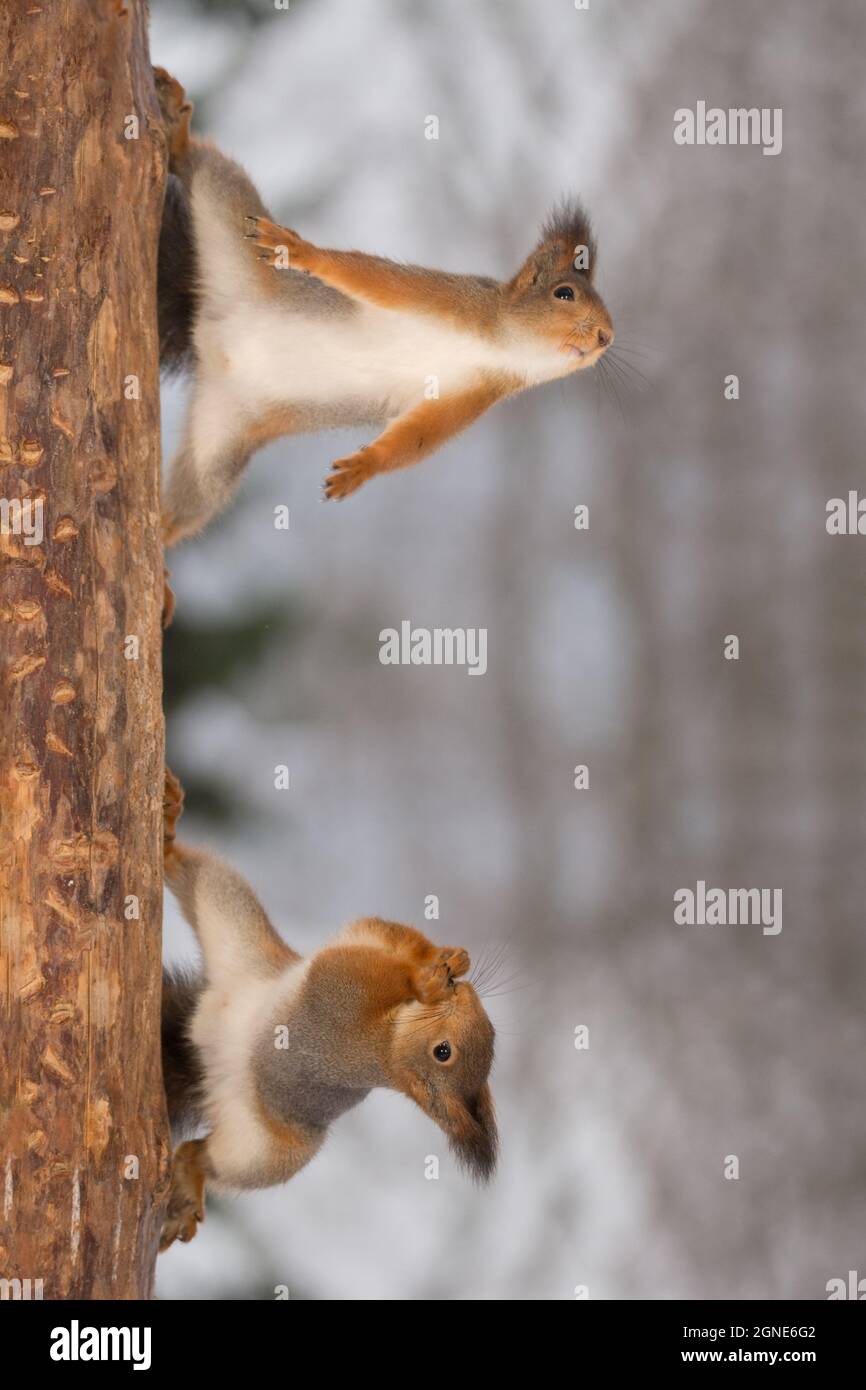 Squirrel on its back legs hi-res stock photography and images - Alamy