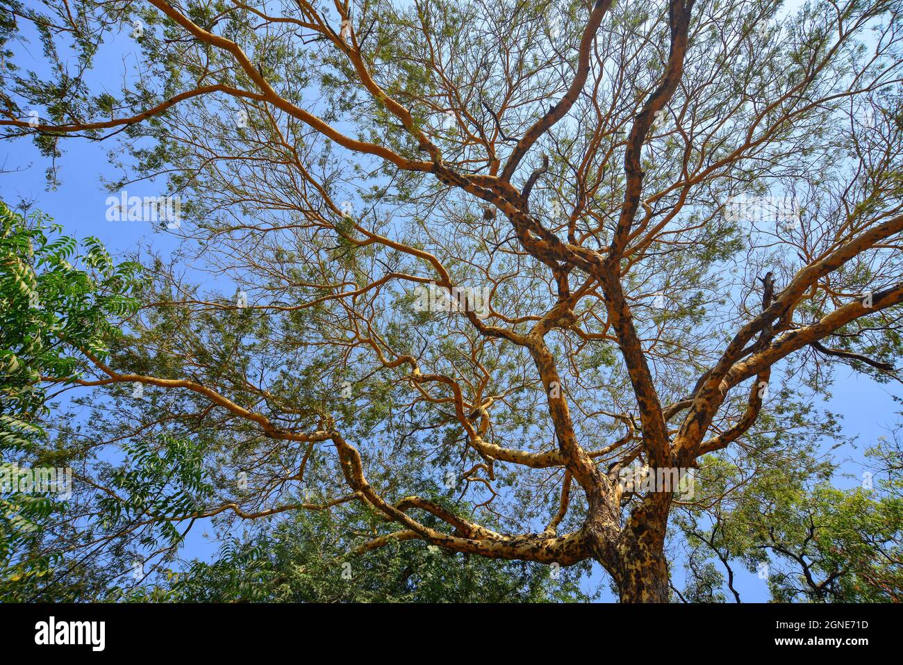 Tree canopy under the sun in the summer day Stock Photo - Alamy