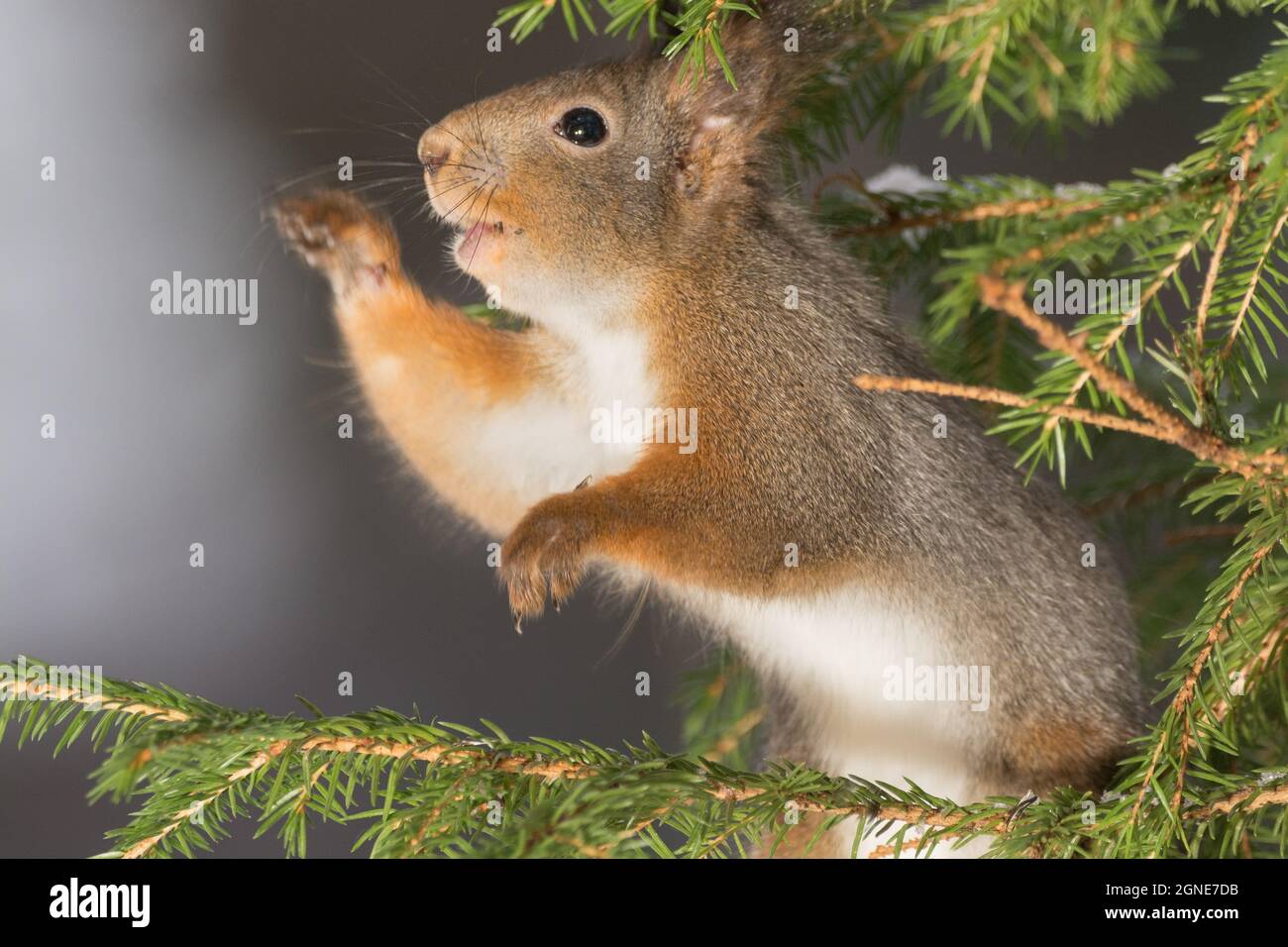 Profile close up of red squirrel with open mouth hi-res stock ...