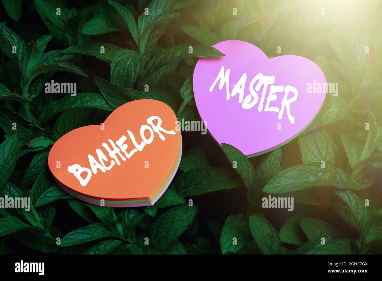 Text caption presenting Bachelor Master. Word for An advanced degree ... Text caption presenting Bachelor Master. Word for An advanced degree ...