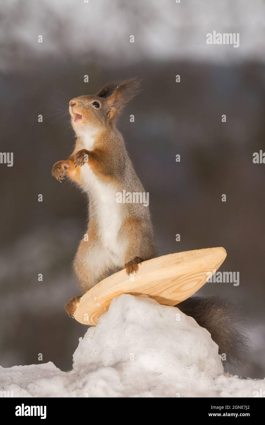 Snowboarding Squirrel