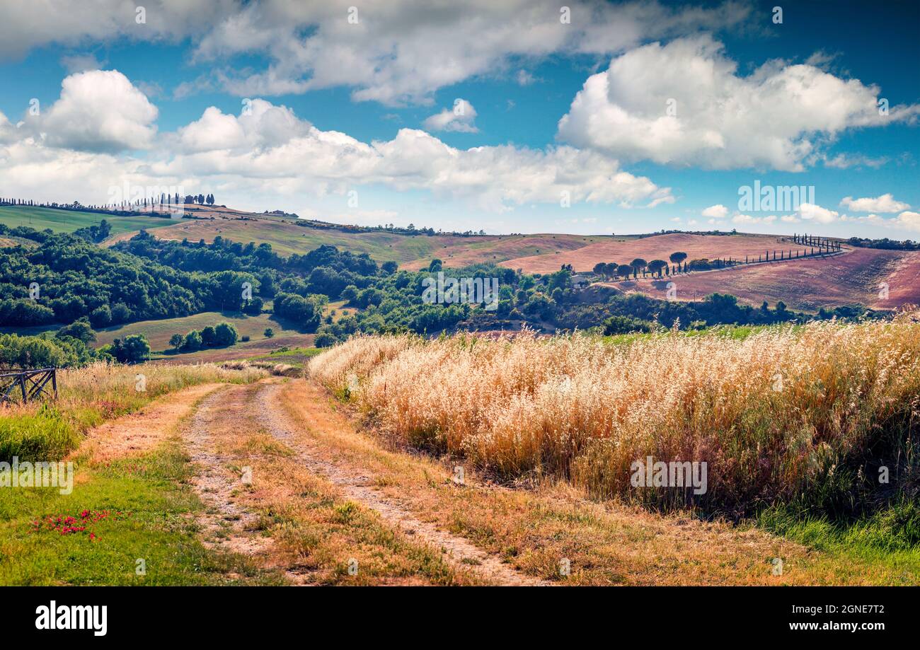 May in Tuscany. Typical Tuscan view with field of wheat. Sunny spring ...