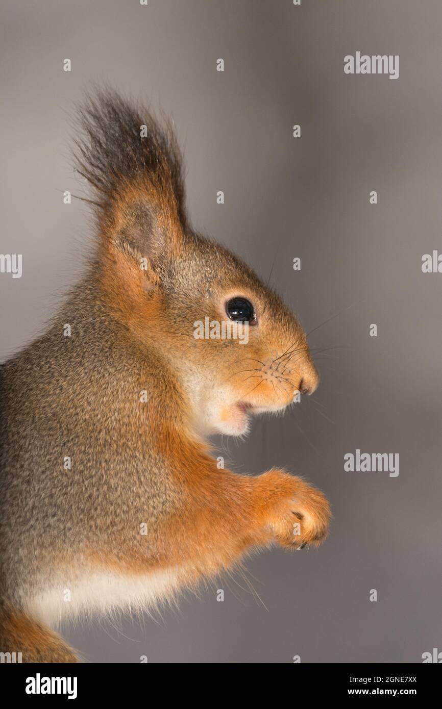 Profile close up of red squirrel with open mouth hi-res stock ...