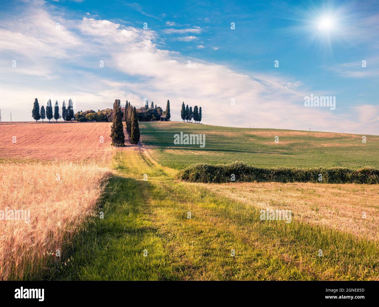 Harvest in Tuscany. Typical Tuscan view with farmhouse and field of ...