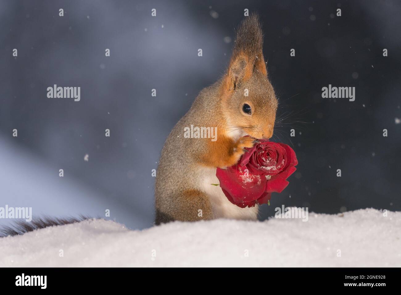 Looking and smelling a red rose hi-res stock photography and images - Alamy