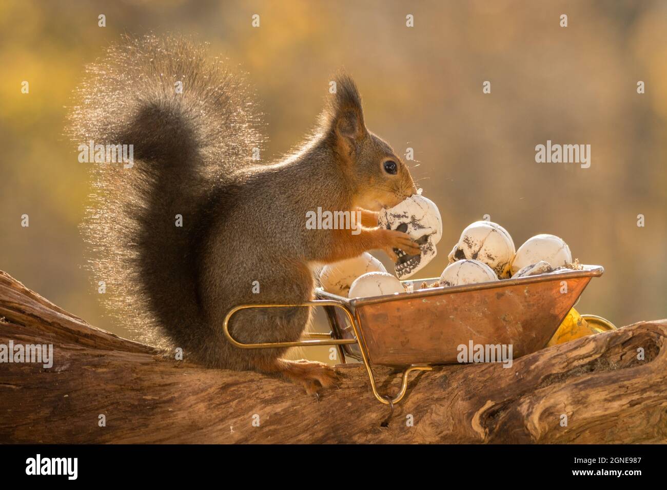 red squirrel standing with a wheelbarrow with skulls and eating of a ...