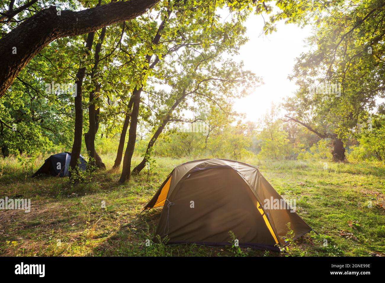 Modern tourist tent hanging between trees in green forest Stock Photo ...