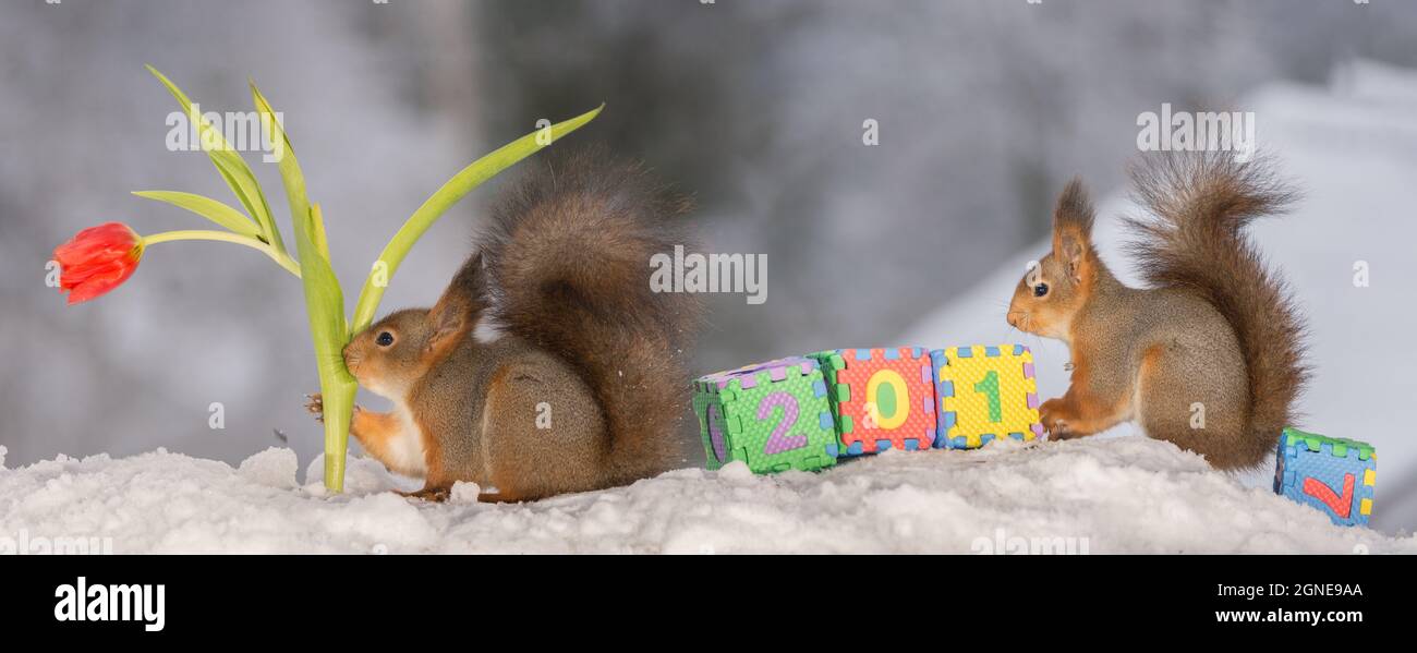 Inside another tree hi-res stock photography and images - Alamy