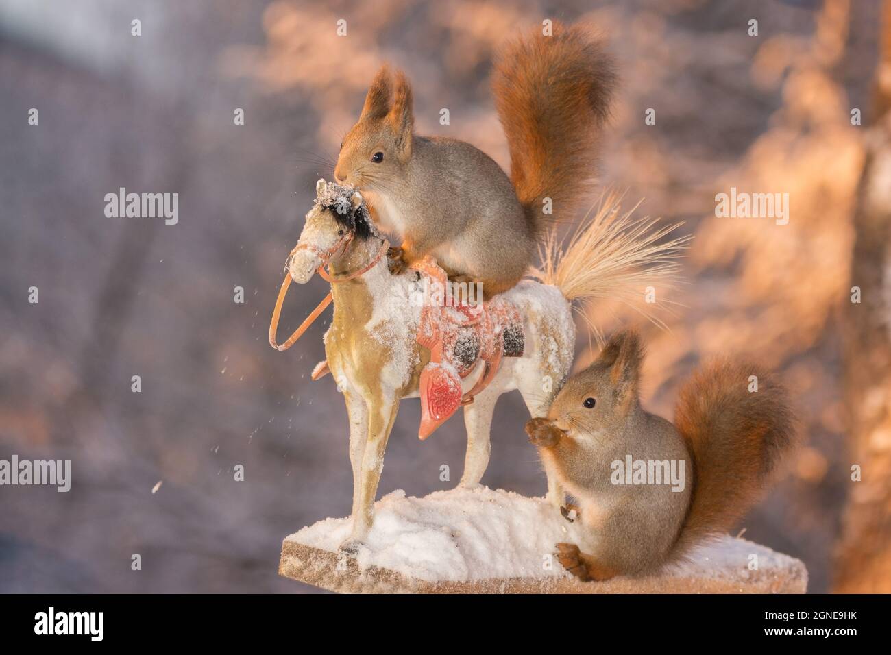 Red squirrels with horse hi-res stock photography and images - Alamy