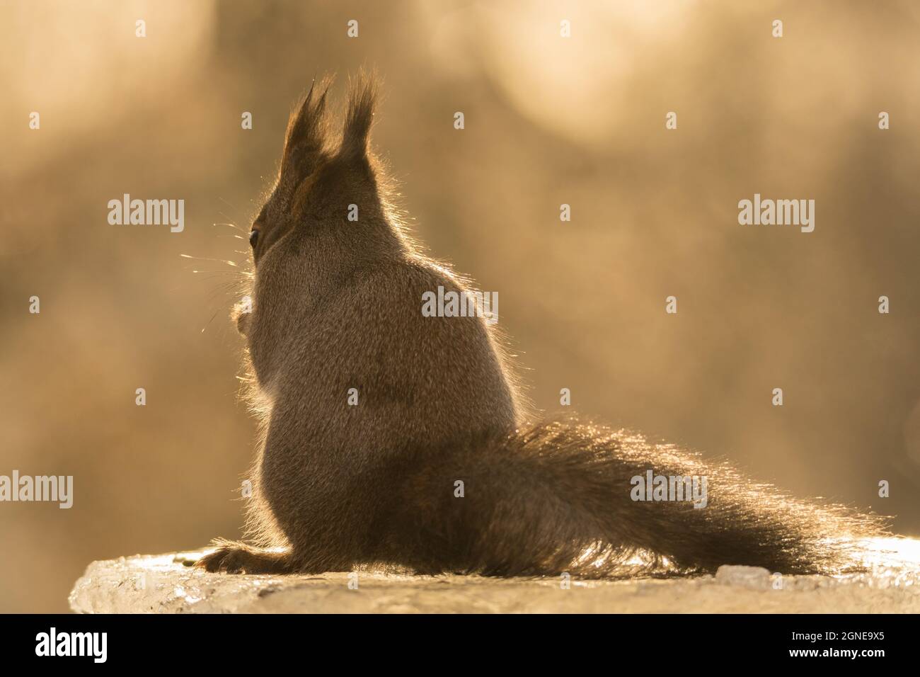 Sad squirrel hi-res stock photography and images - Alamy