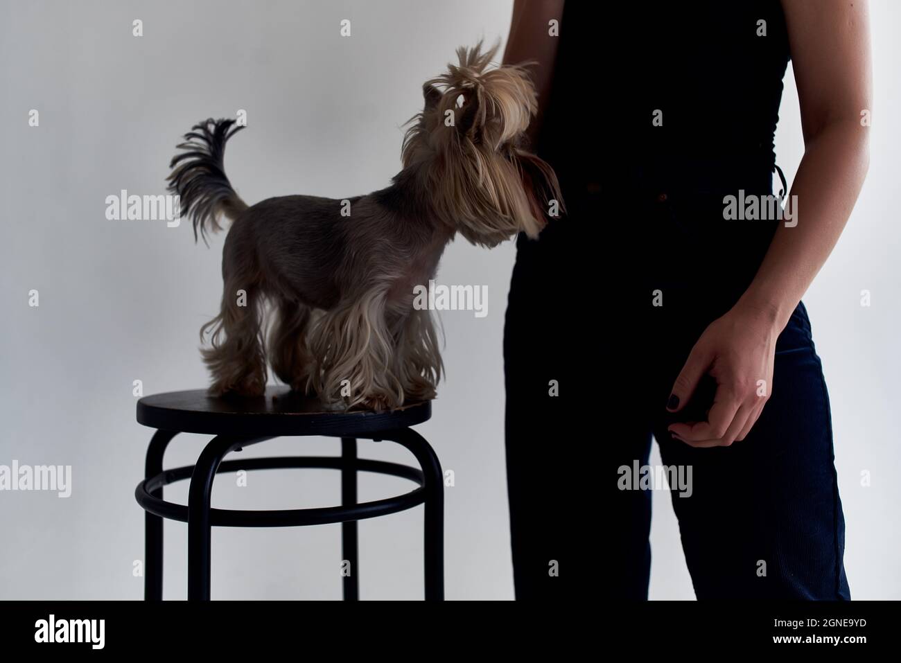 a small dog hairstyle for animals Studio Stock Photo - Alamy