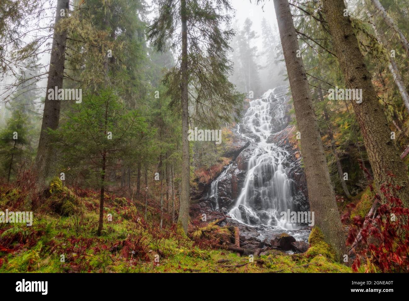 large trees with a waterfall in a forest, autumn landscape Stock Photo ...