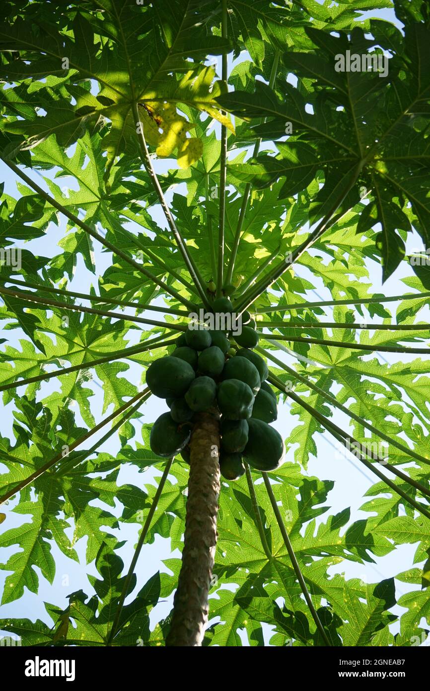 Papaw fruit hi-res stock photography and images - Alamy