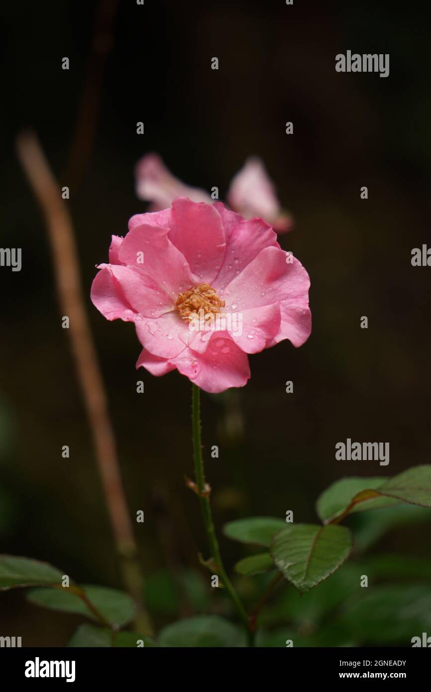 Ceylon rose hi-res stock photography and images - Alamy