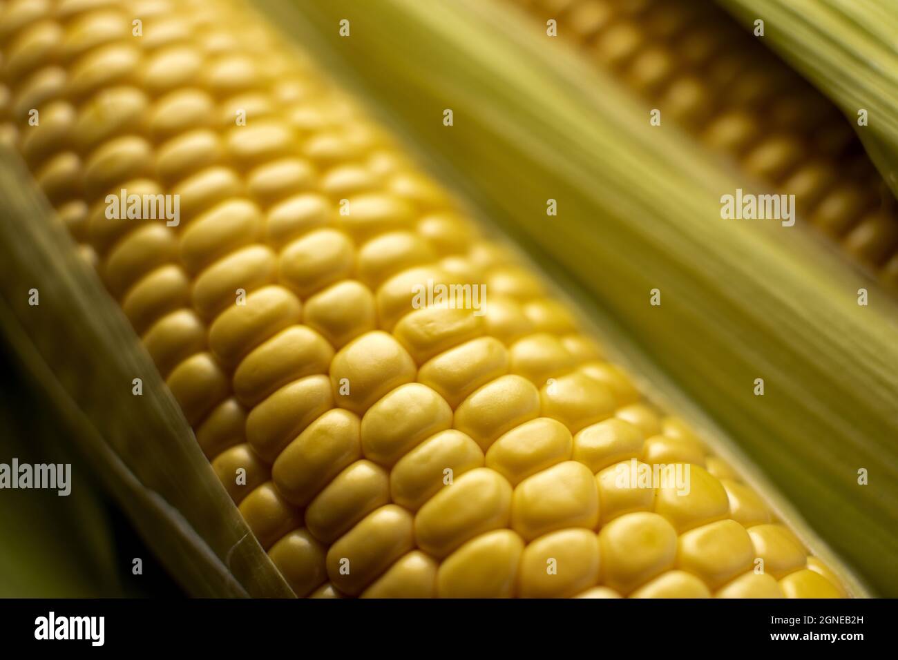 fresh corn composition close up. High quality and resolution beautiful ...
