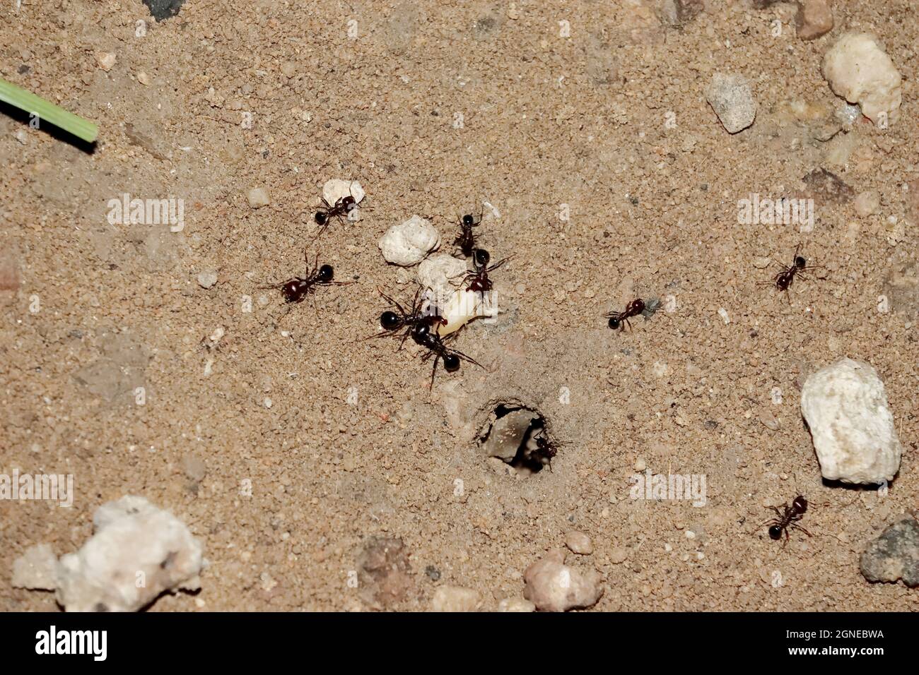 Close-up of The ants try to carry the grain of wheat lying in the field ...