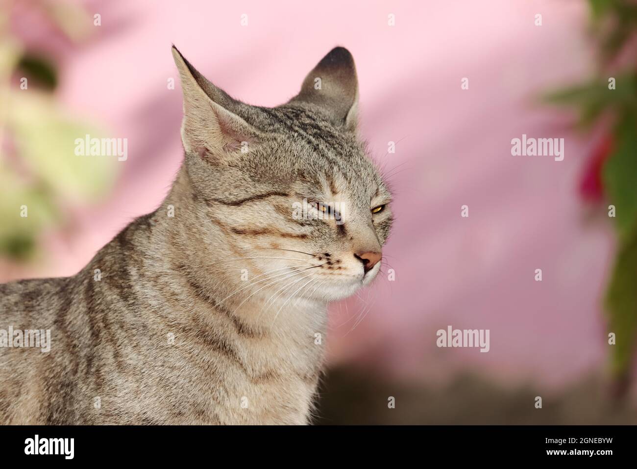 Closeup side view tabby cat face hi-res stock photography and images ...