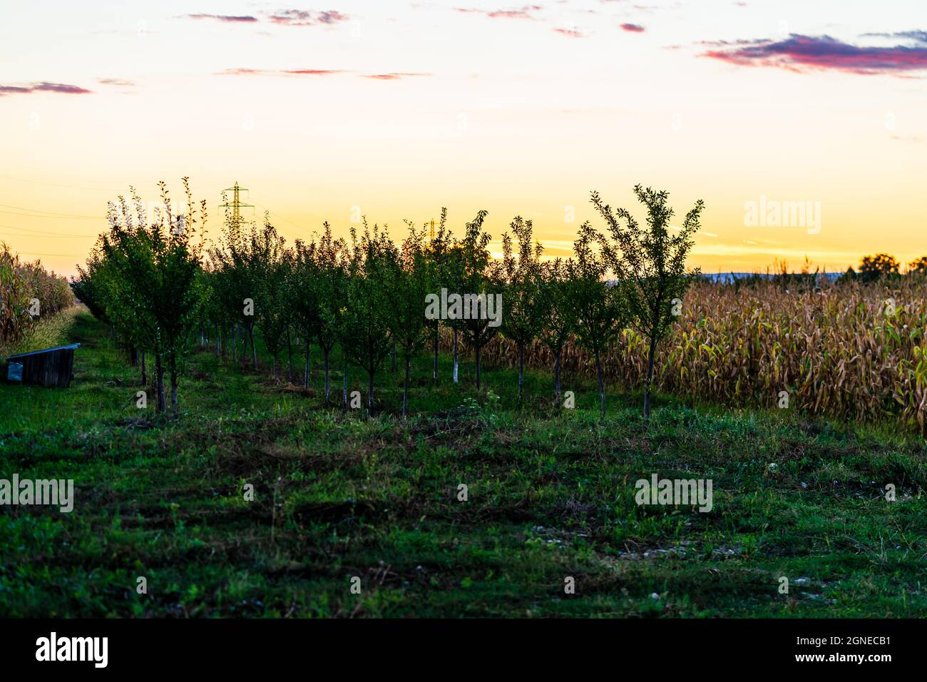 Corn plantation food. Corn field in agricultural garden Stock Photo - Alamy