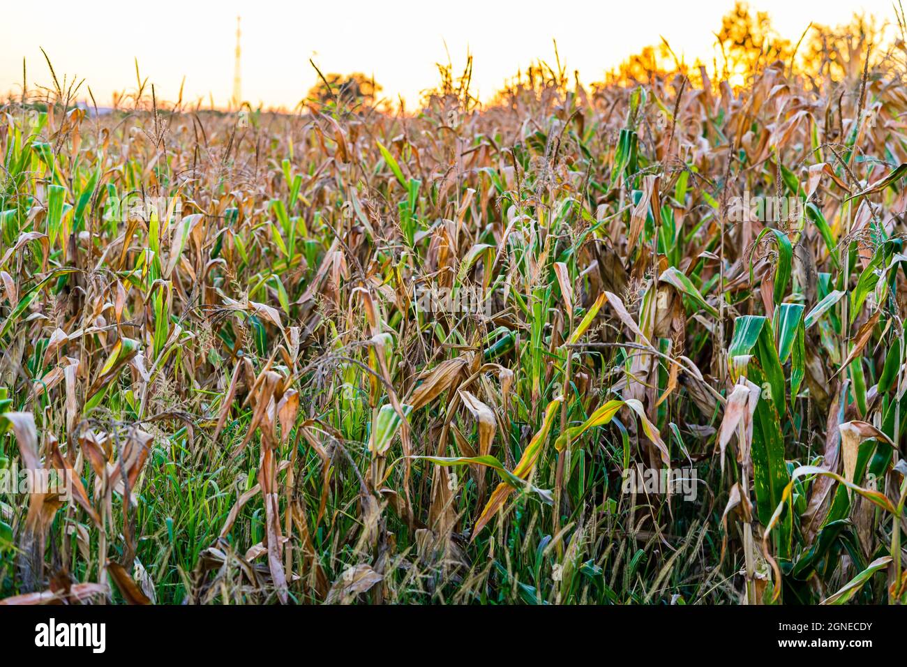 Corn plantation food. Corn field in agricultural garden Stock Photo - Alamy