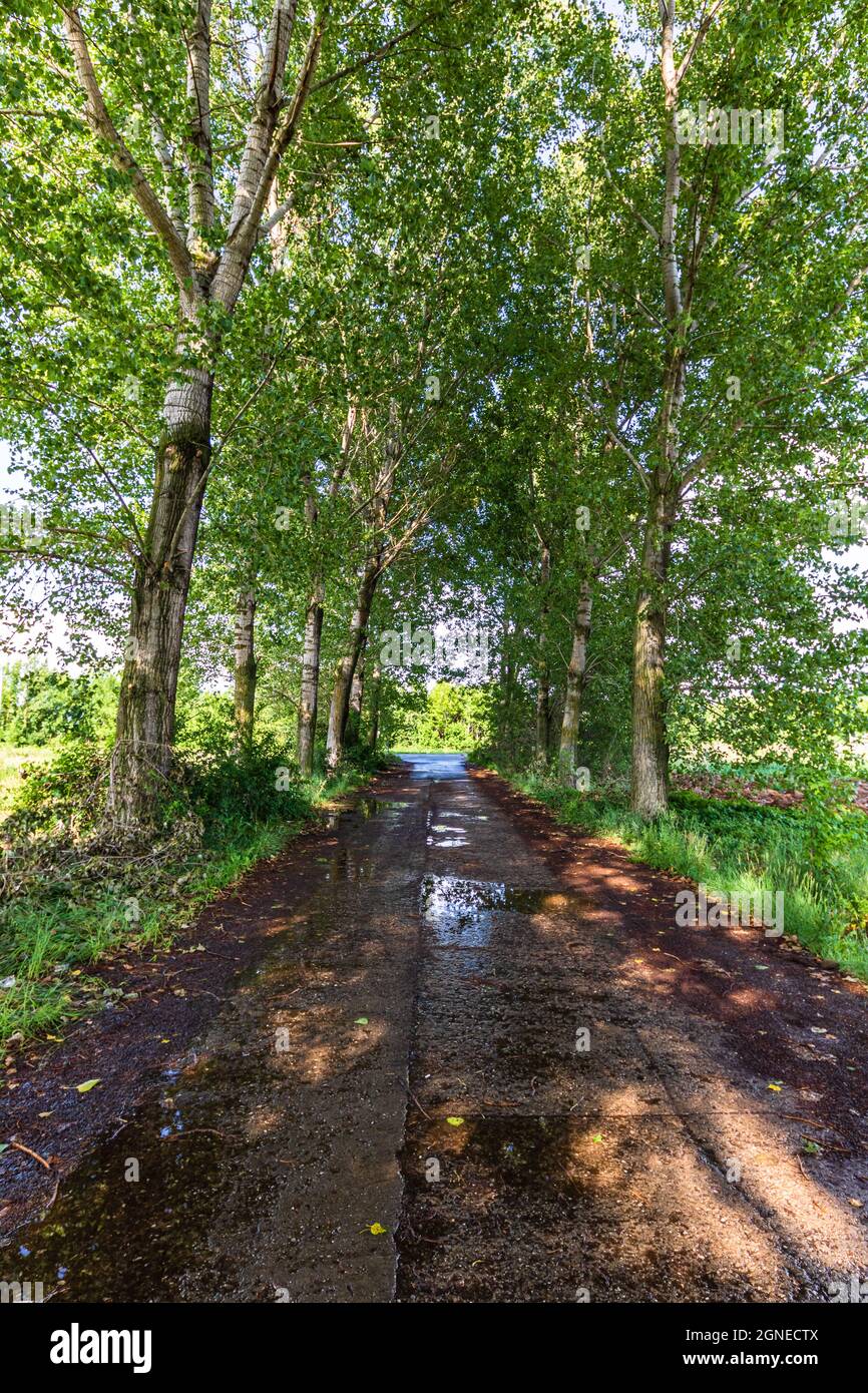 Way through a row of trees on a sunny day after rain Stock Photo - Alamy