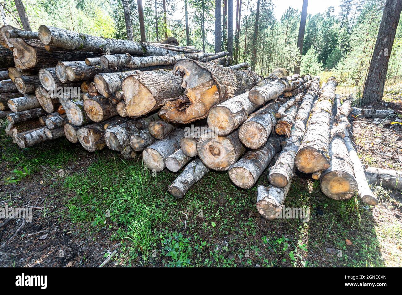 Forrest timber and the environment hi-res stock photography and images ...