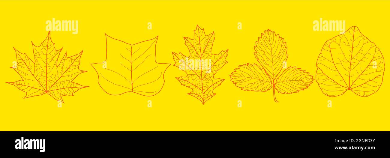 5 autumn leaves set of detailed drawing outline vectors on yellow ...