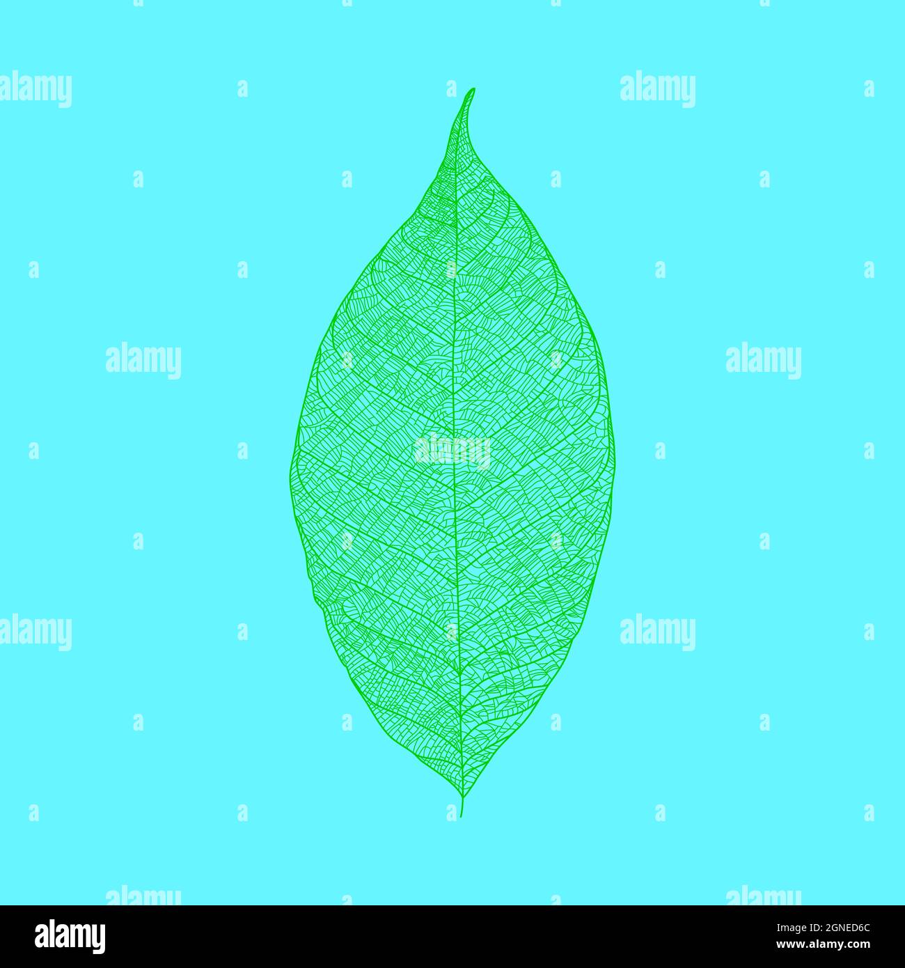 Detailed leaf skeleton drawing outlines vectors on orange background ...