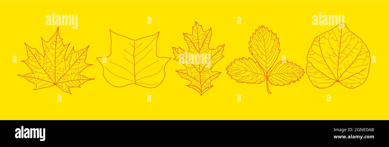 5 autumn leaves set of detailed drawing outline vectors on yellow ...
