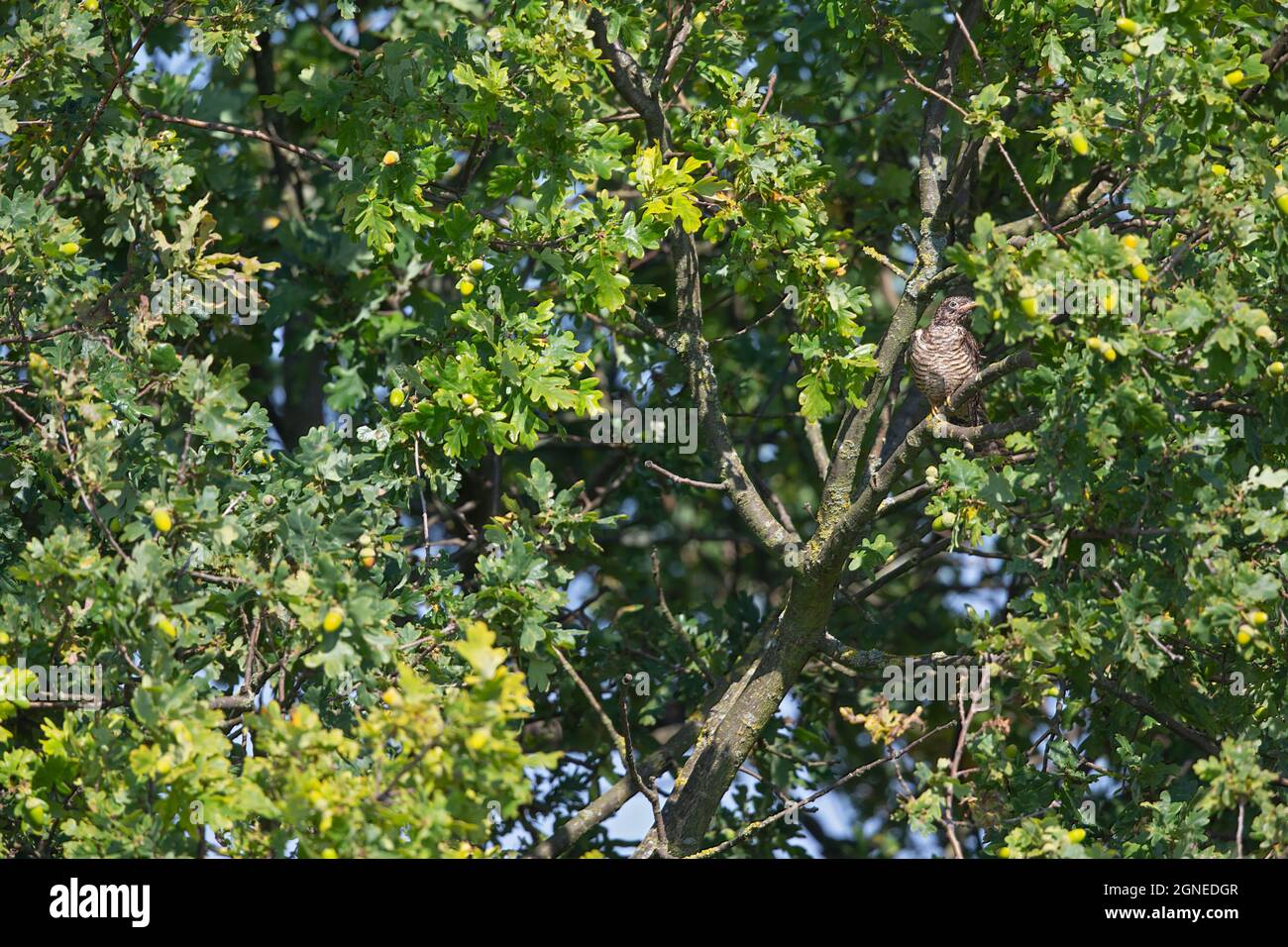A juvenile common cuckoo (Cuculus canorus) perched in a tree Stock ...