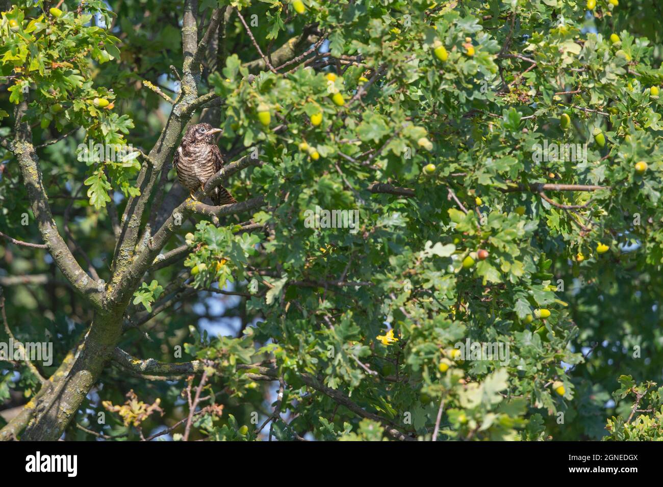 A juvenile common cuckoo (Cuculus canorus) perched in a tree Stock ...