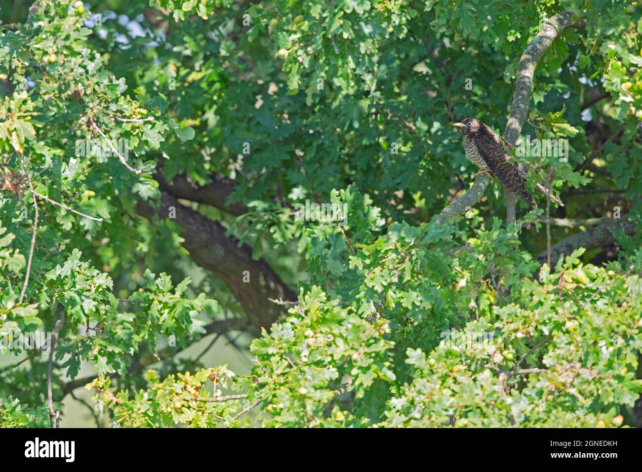 A juvenile common cuckoo (Cuculus canorus) perched in a tree Stock ...