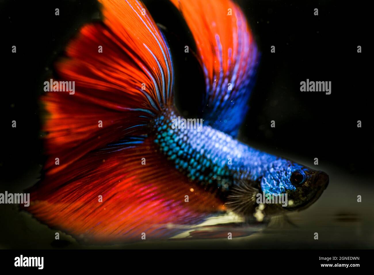 Fish photography in Ho Chi Minh city southern Vietnam Stock Photo - Alamy