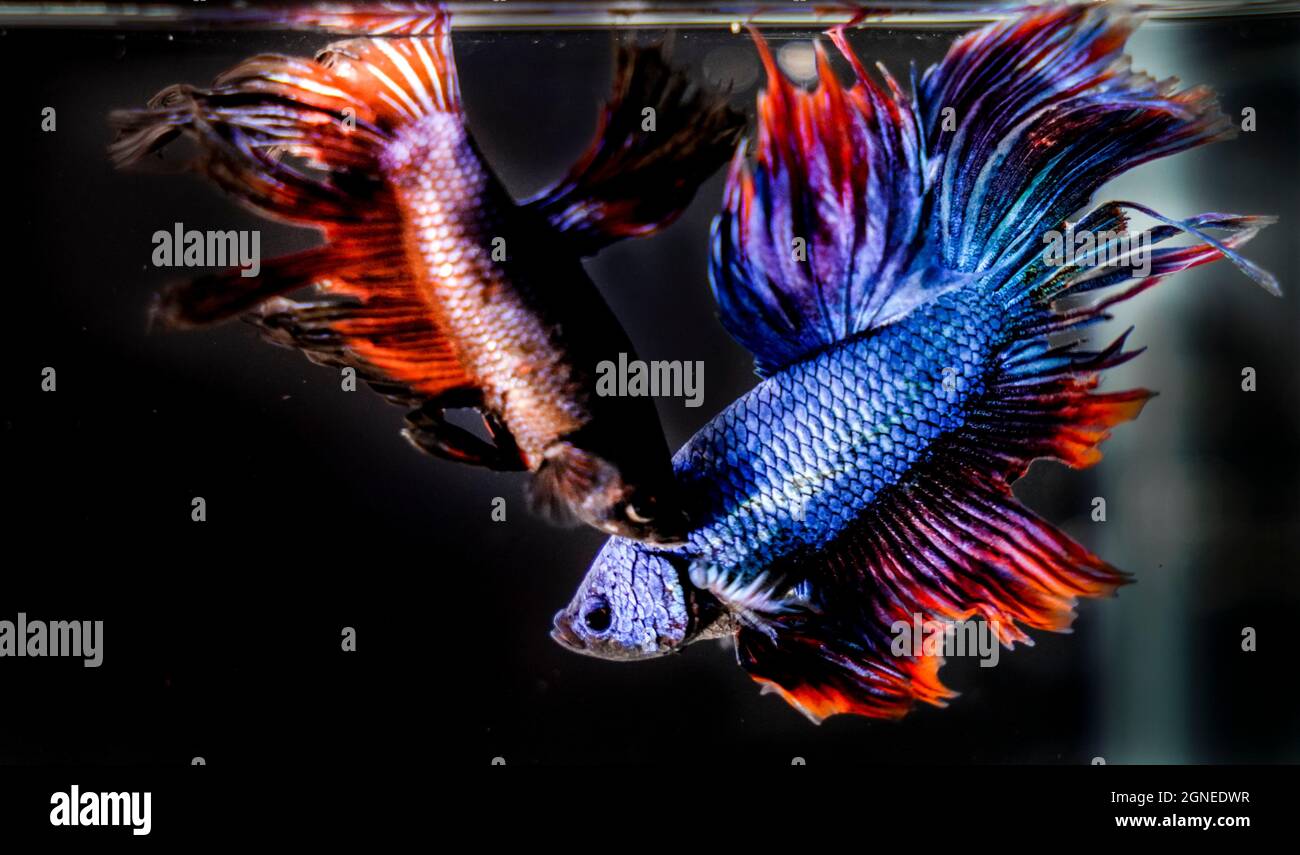 Fish photography in Ho Chi Minh city southern Vietnam Stock Photo - Alamy
