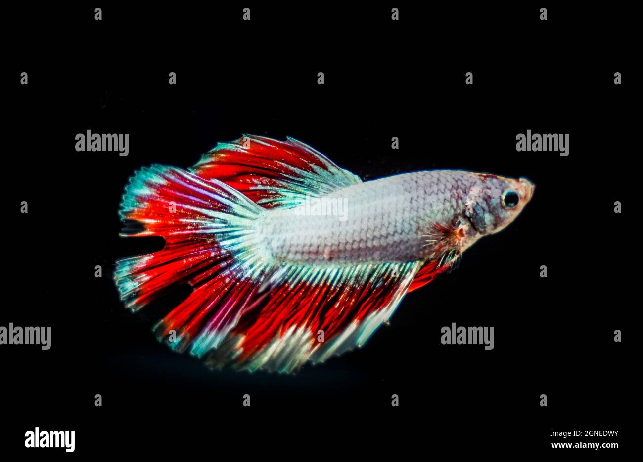Fish photography in Ho Chi Minh city southern Vietnam Stock Photo - Alamy