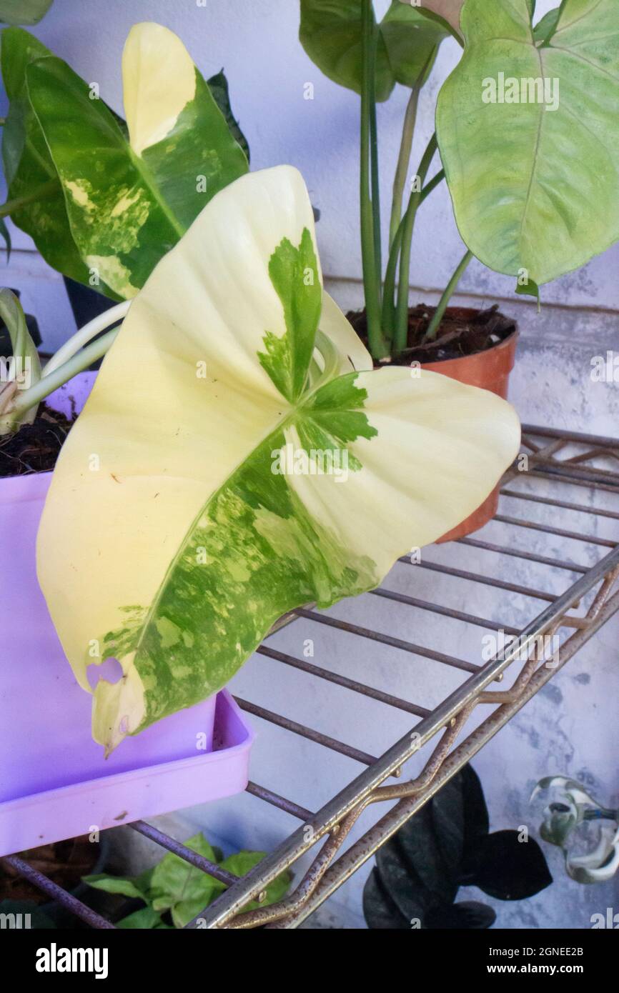 Philodendron burle marx variegated in purple pot, stock photo Stock ...