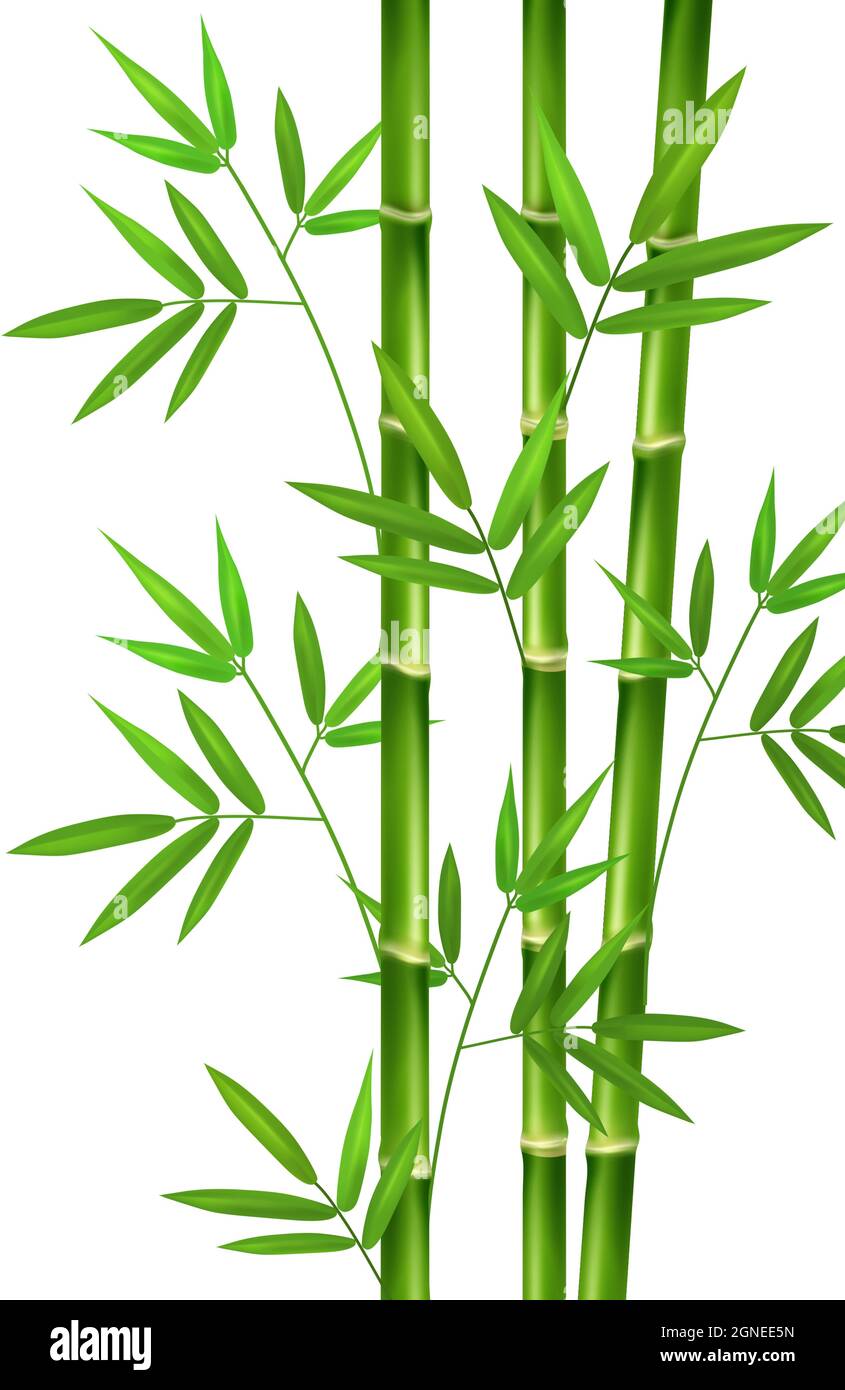Vertical stems of green realistic bamboo with branches and leaves Stock ...