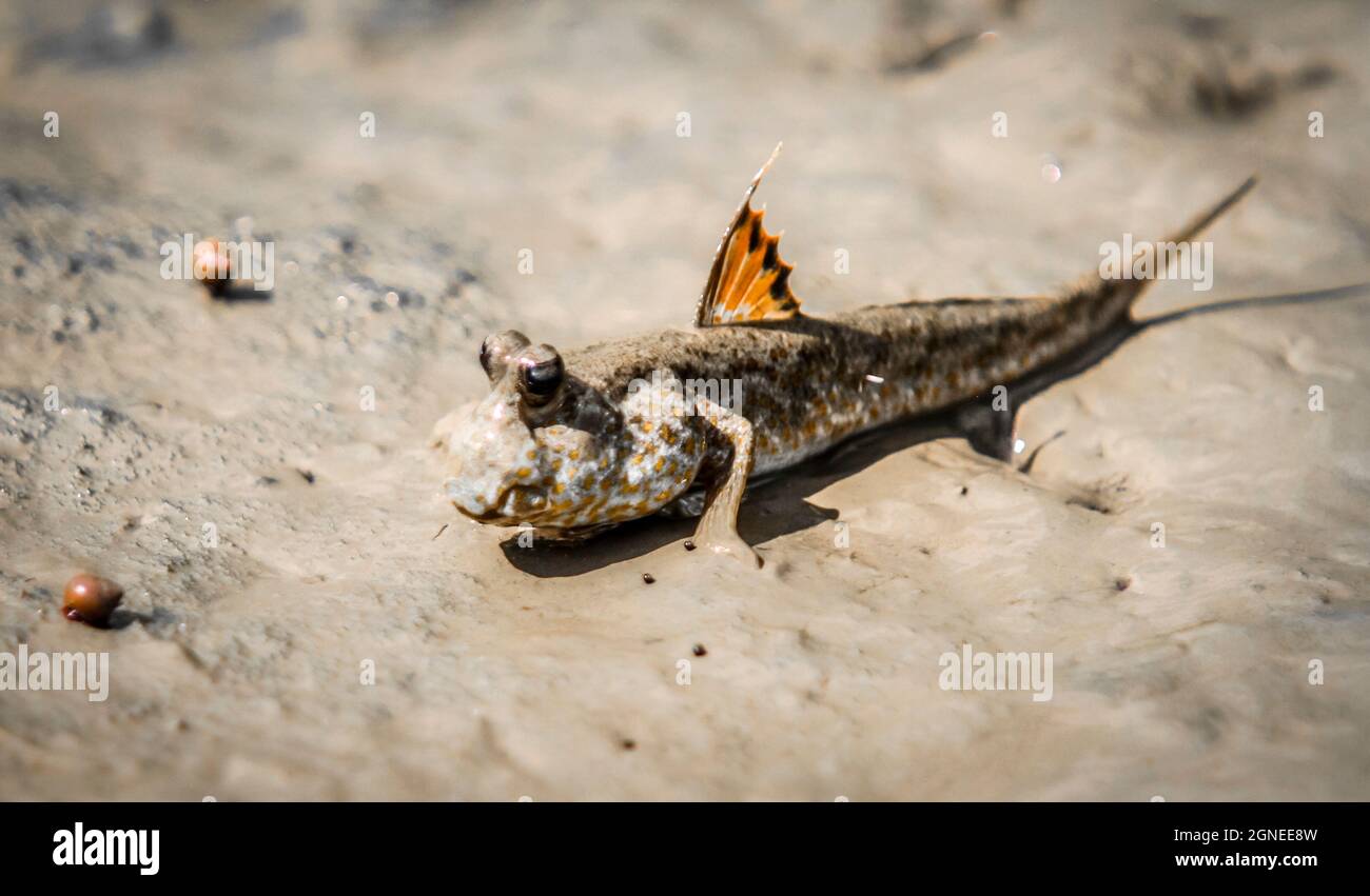 Fish photography in Ho Chi Minh city southern Vietnam Stock Photo - Alamy