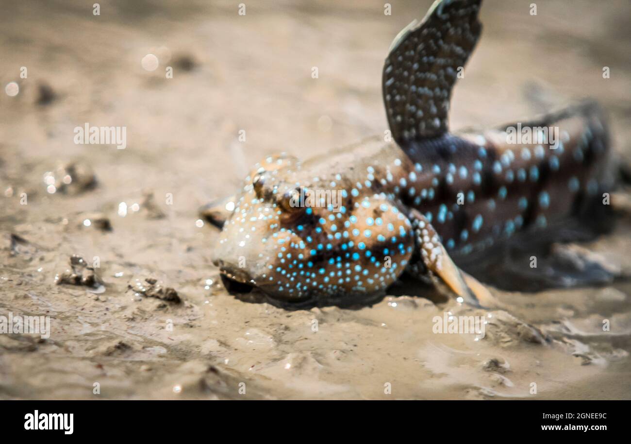 Fish photography in Ho Chi Minh city southern Vietnam Stock Photo - Alamy