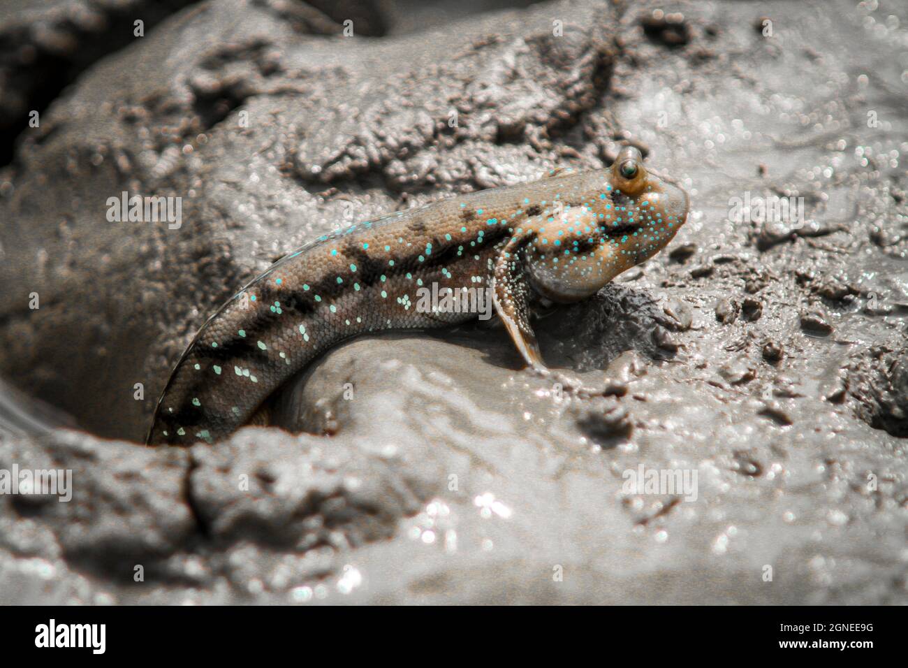 Fish photography in Ho Chi Minh city southern Vietnam Stock Photo - Alamy