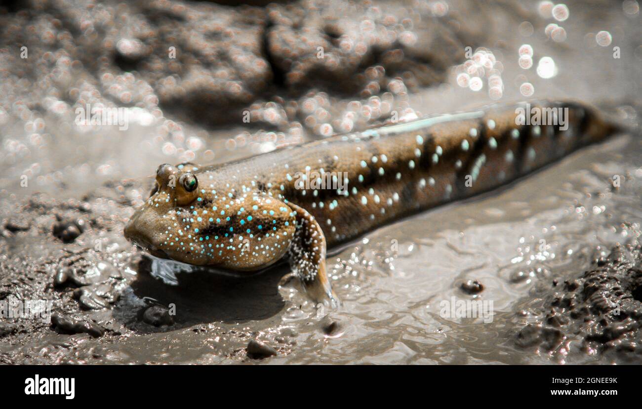 Fish photography in Ho Chi Minh city southern Vietnam Stock Photo - Alamy