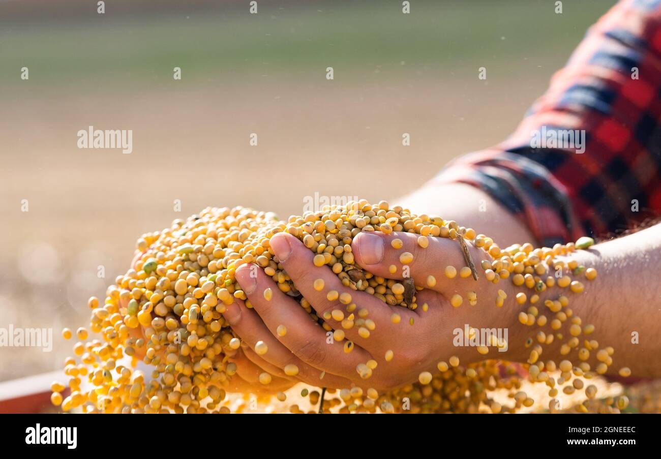 Farmer holding soy grains in his hands in tractor trailer after Stock ...