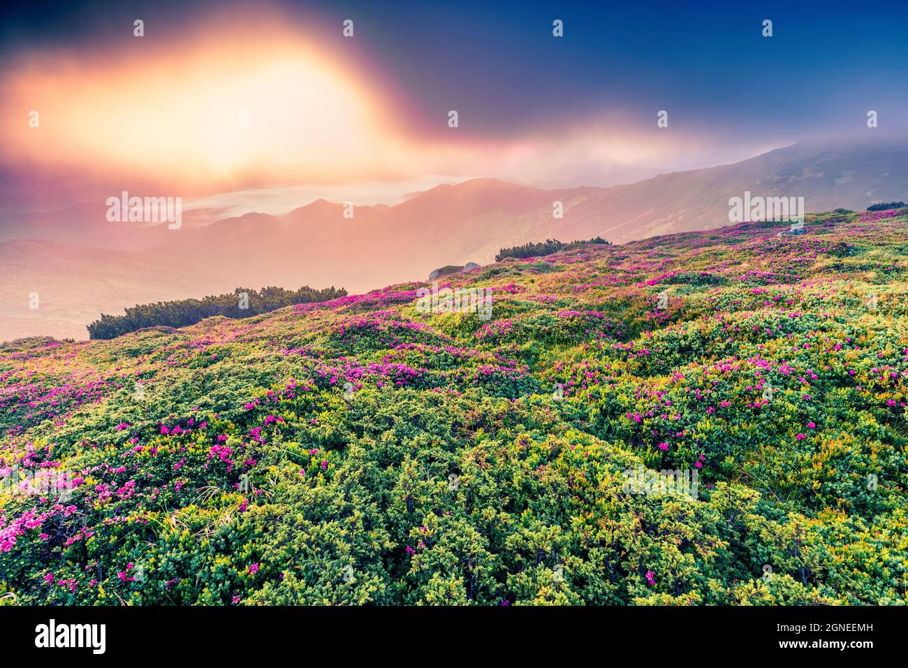 Dramatic summer sunrise with fields of blooming rhododendron flowers ...